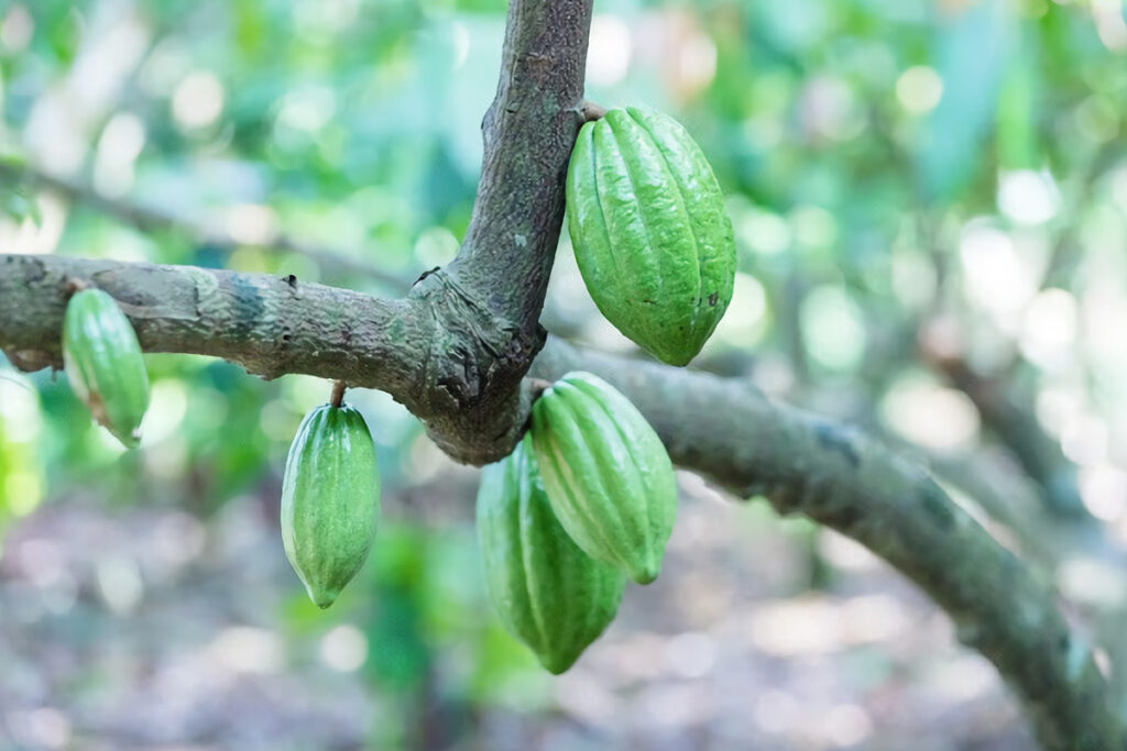 Về Cacao OCA - OCA Việt Nhật